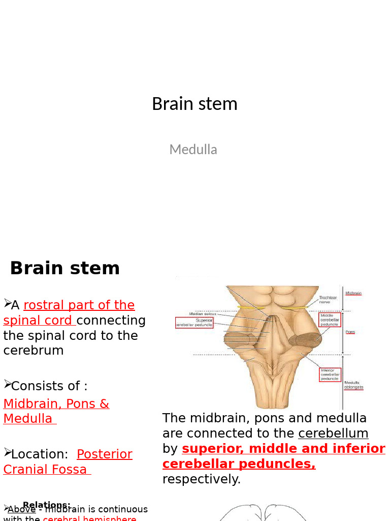 Brain Stem & Medulla | PDF