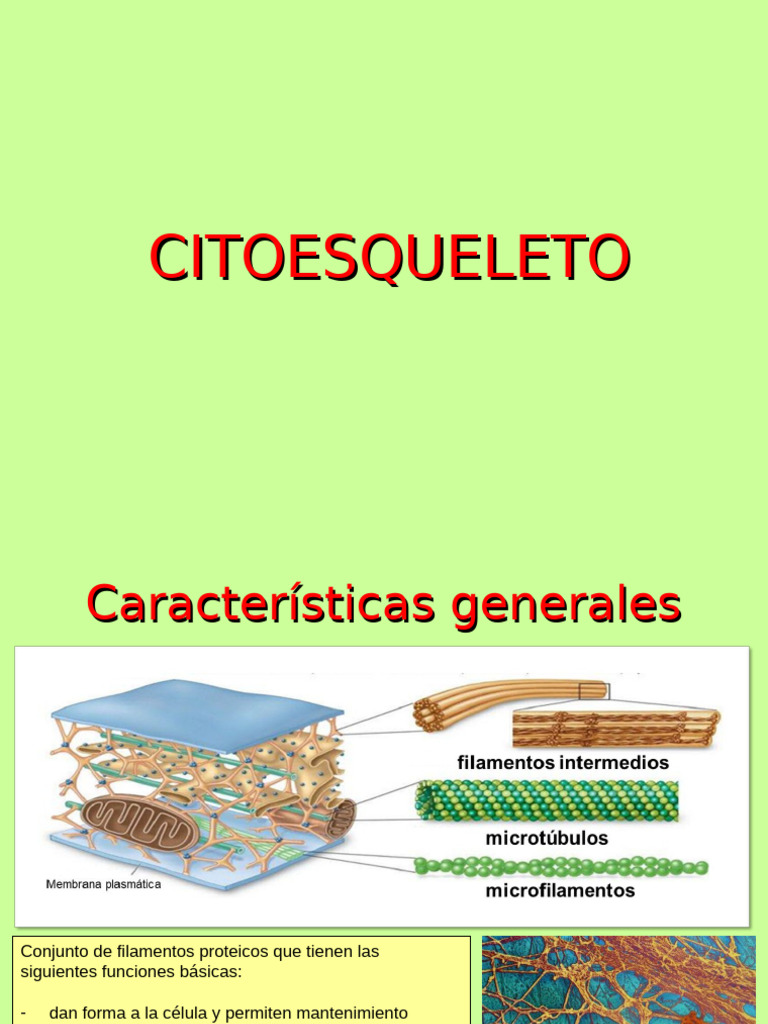 Citoesqueleto Matriz Diferenciaciones | PDF