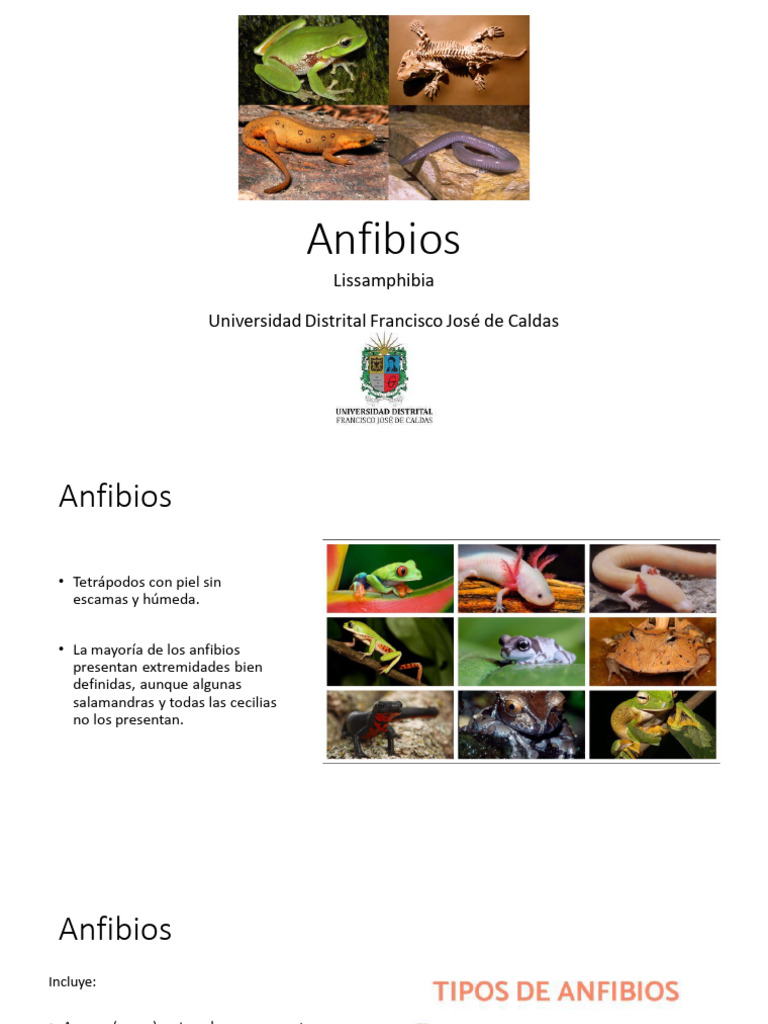 Clase 7 - Anfibios | PDF