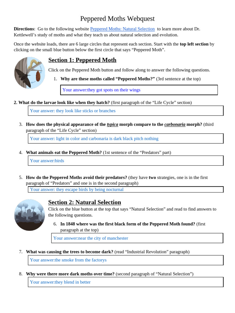 Peppered Moths Worksheet (3) | PDF