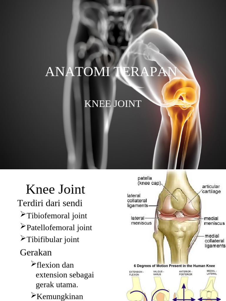 Anatomi Terapan Knee Joint | PDF | Knee | Limbs (Anatomy)