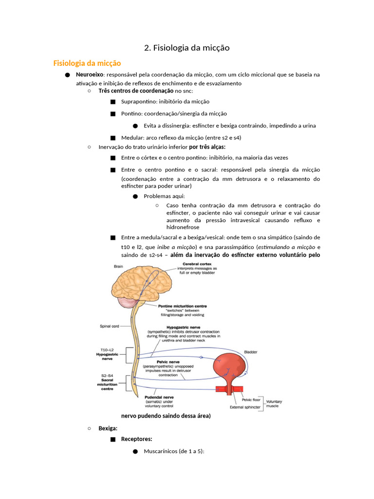 Fisiologia Da Micção | PDF