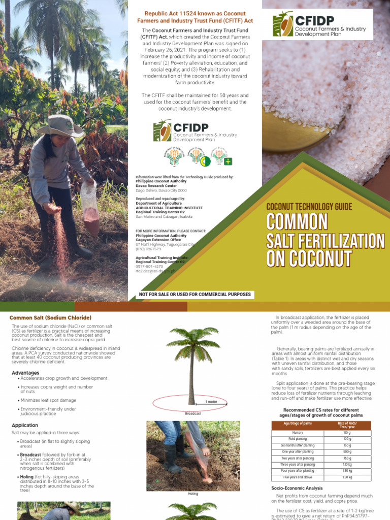 Salt Fertilization for Coconut Trees | PDF | Fertilizer | Sodium Chloride