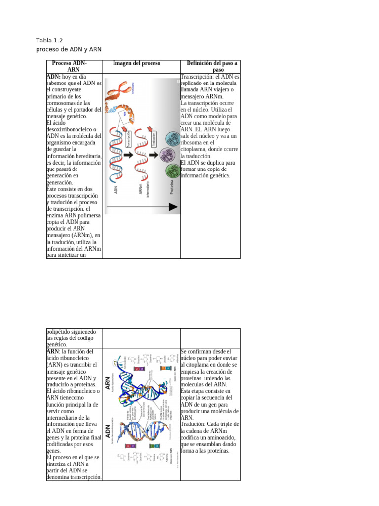 Tabla 1.2 ADN ARN | PDF