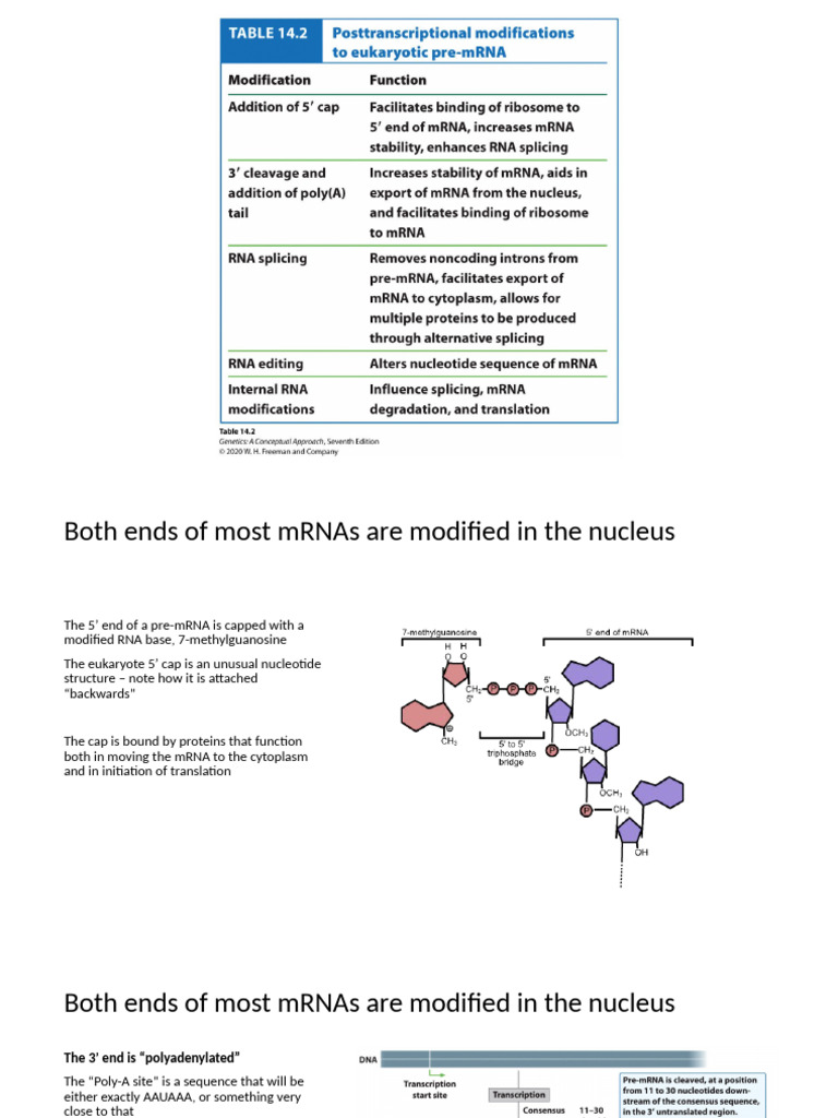 Lecture Pre-18a - MRNA Processing | PDF