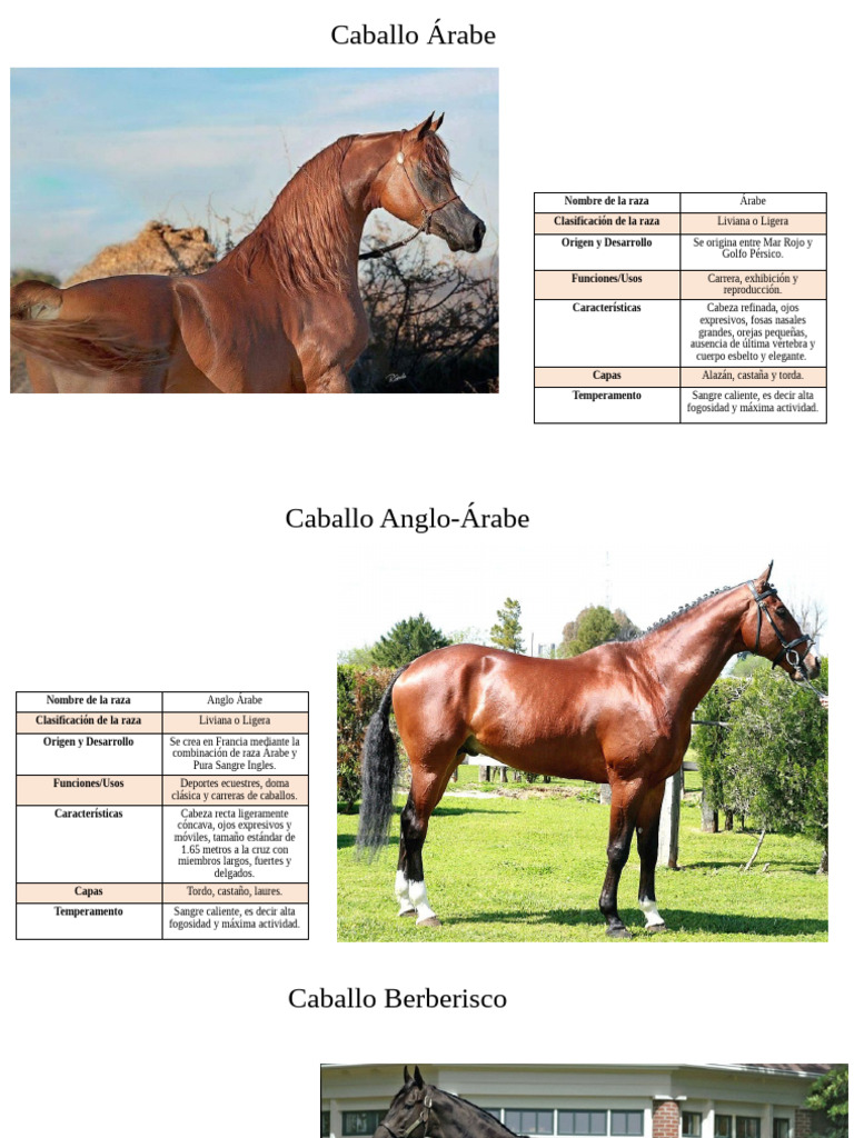 Razas de Caballos | PDF