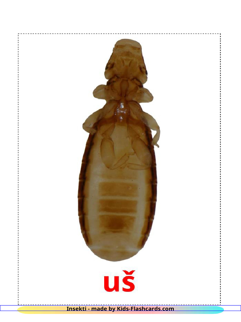 Insekti 1 A4 | PDF