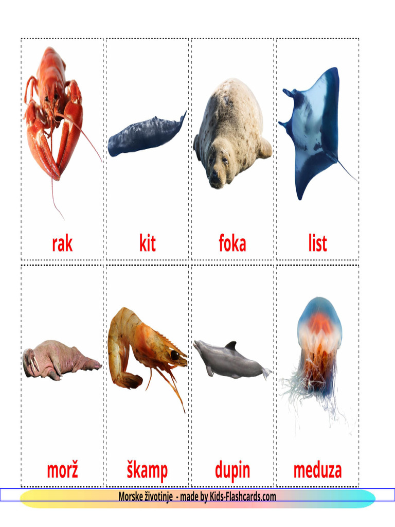 Morske Životinje 8 A4 | PDF