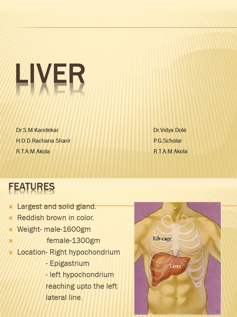 Liver | PDF