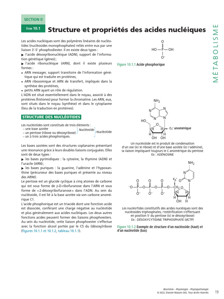 Structure Et Propriétés Des Acides Nucléiques: Section Ii | PDF