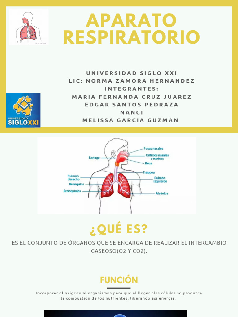Aparato Respiratorio | PDF