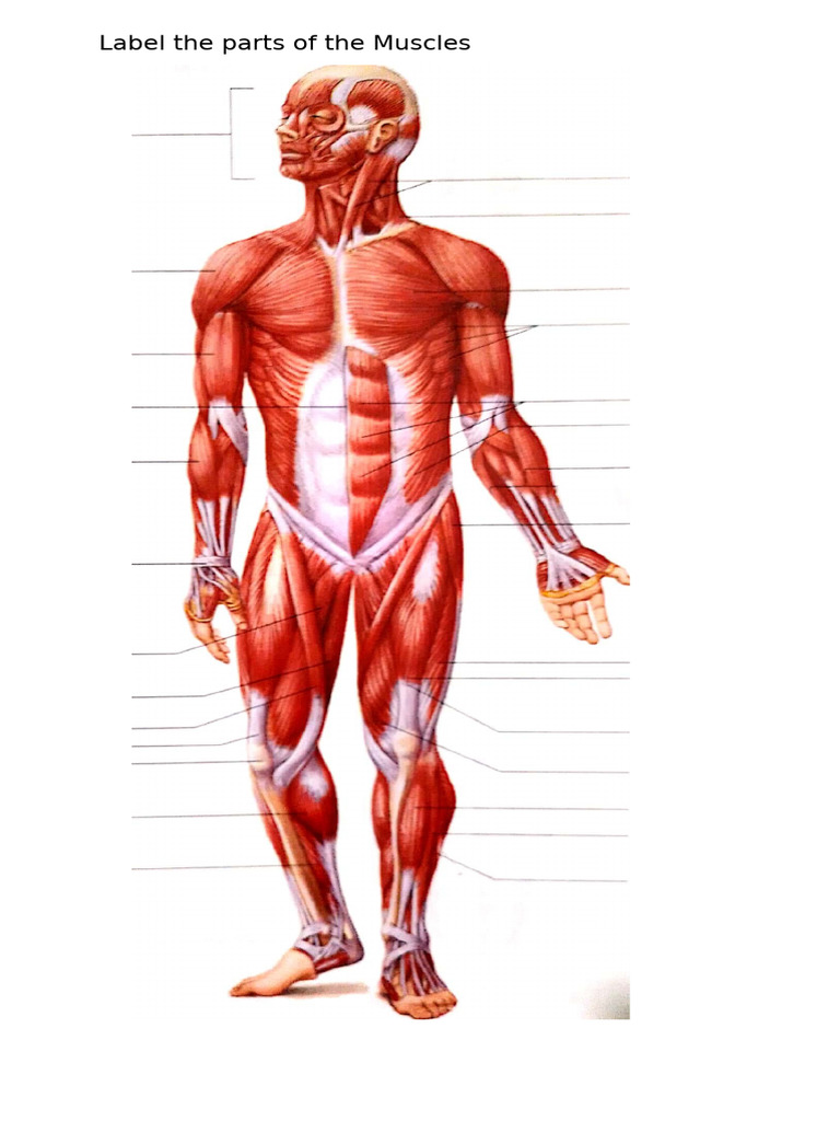 Muscle Labelling Human Torso | PDF
