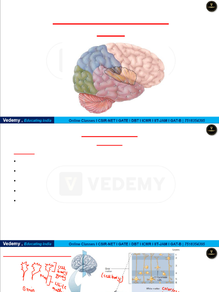 Nervous System 5 | PDF