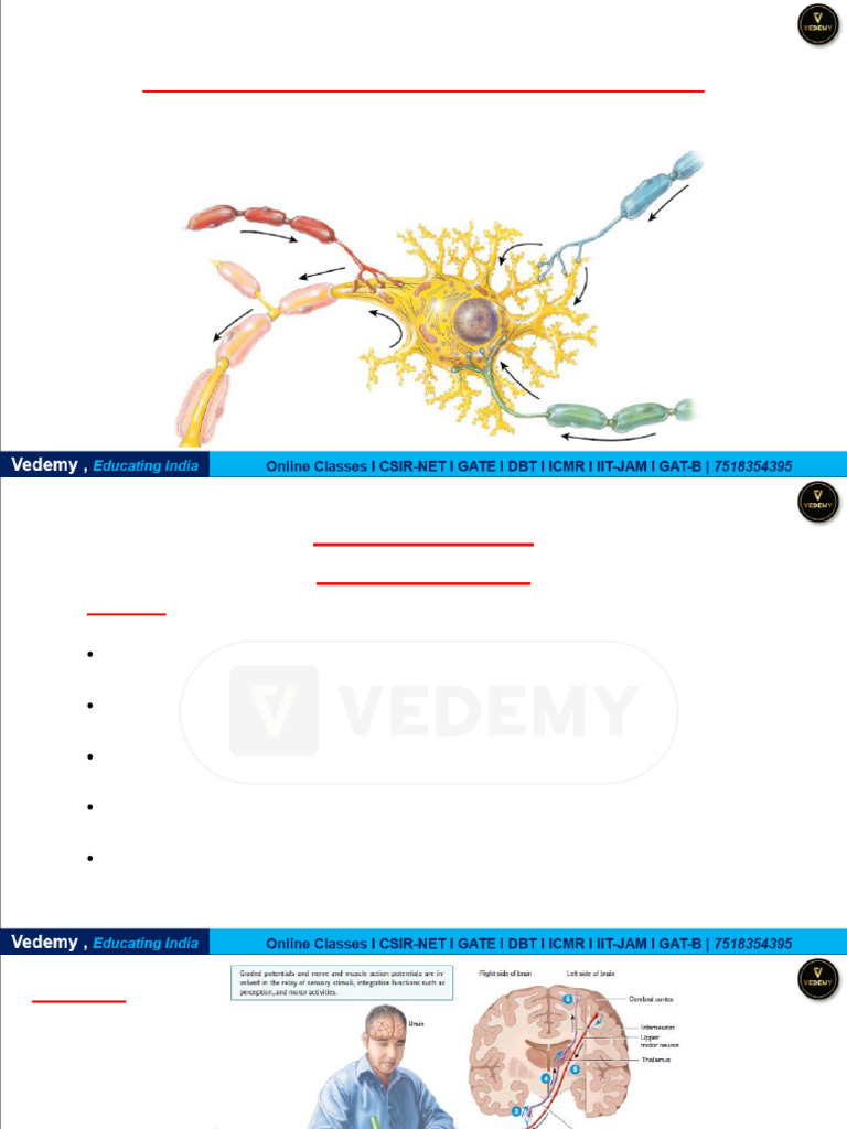 Nervous System 2 | PDF