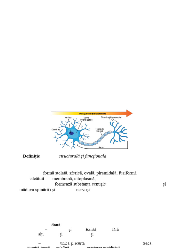 1.2. Neuronul 1 | PDF