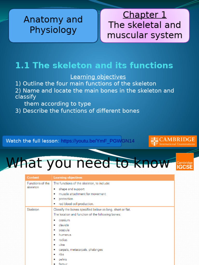 Chapter 1 The Skeletal and Muscular System | PDF