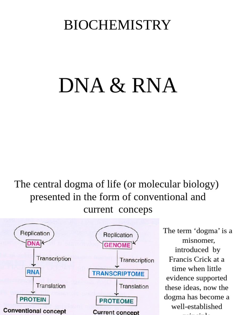 Dna & Rna | PDF