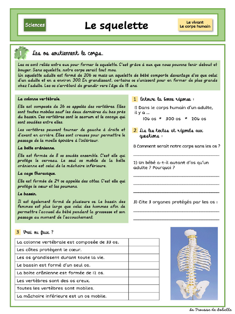 Le Squelette 1 | PDF