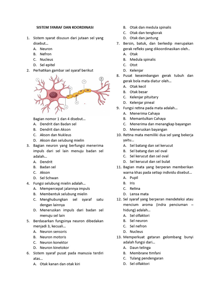 Soal Sistem Syaraf | PDF | Human Anatomy