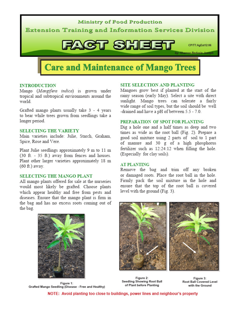 Care and Maintenance of MANGO | PDF | Trees | Pruning