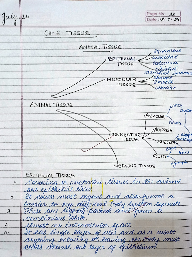 Biology - Ch-6 Tissue - Animal Tissue NOTES | PDF