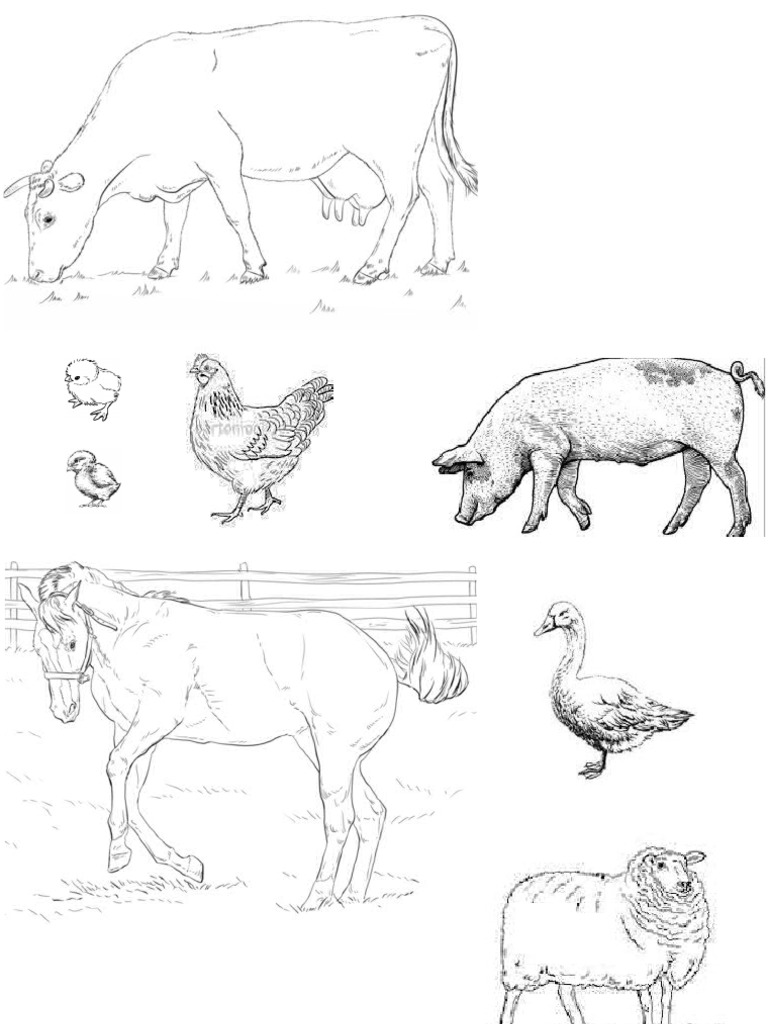Animales Granja | PDF