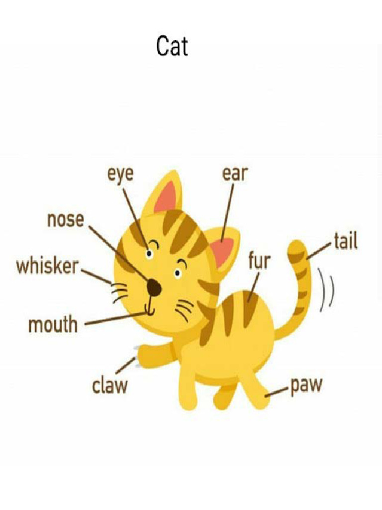 Cat Body Parts | PDF