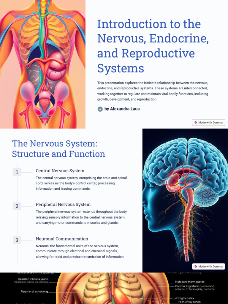 Introduction To The Nervous Endocrine and Reproductive Systems | PDF