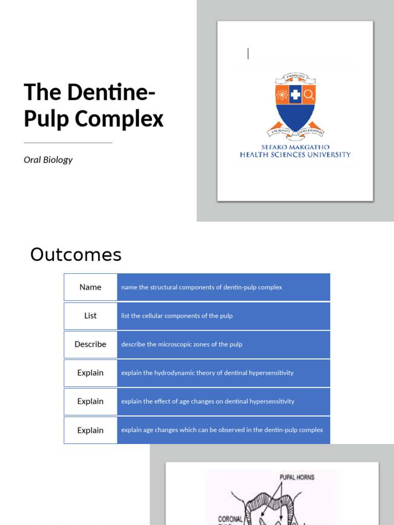 10-Dentin-Pulp Complex | PDF | Dentin | Foreign Language Studies