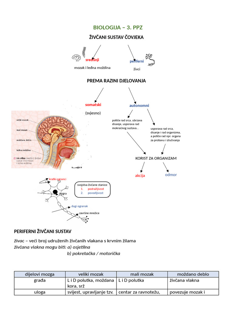 Biologija - 3. PPZ | PDF