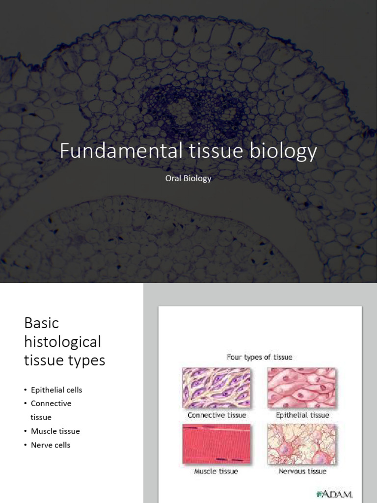 Fundamental Tissue Biology Lecture | PDF | Epithelium | Self-Improvement