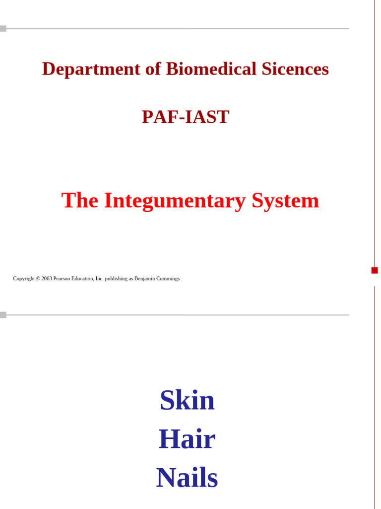Skin Powerpoint 2 | PDF