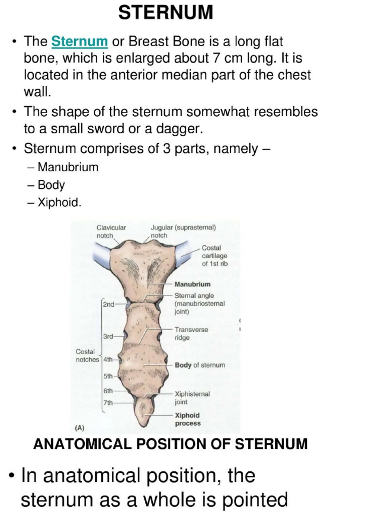 Sternum | PDF