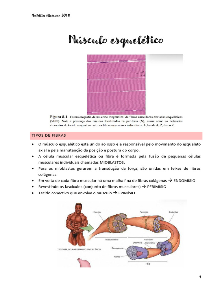 Músculo Esquelético Pdf