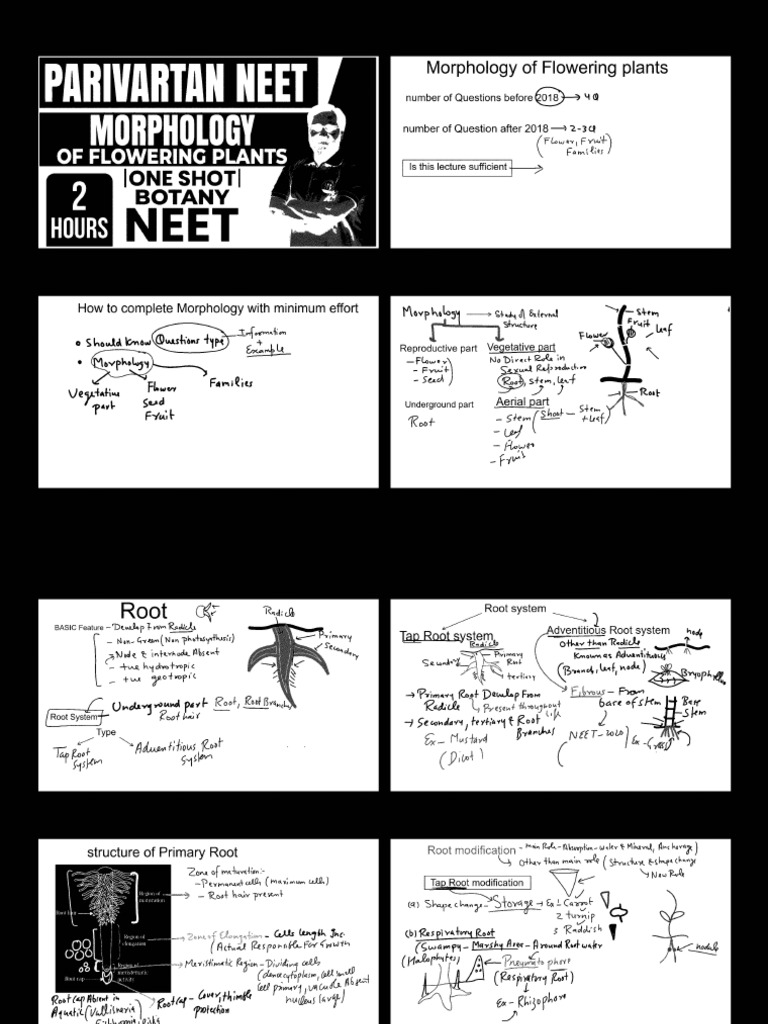 Morpho-One Shot | PDF