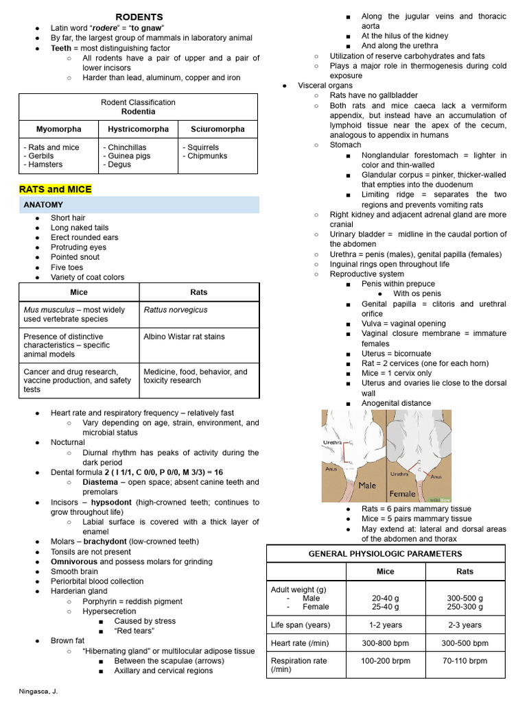 Lab Animal Medicine - Rodents | PDF