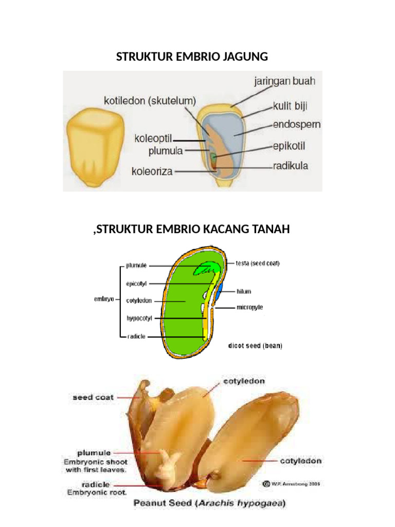 Gambar Struktur Embrio Jagung | PDF