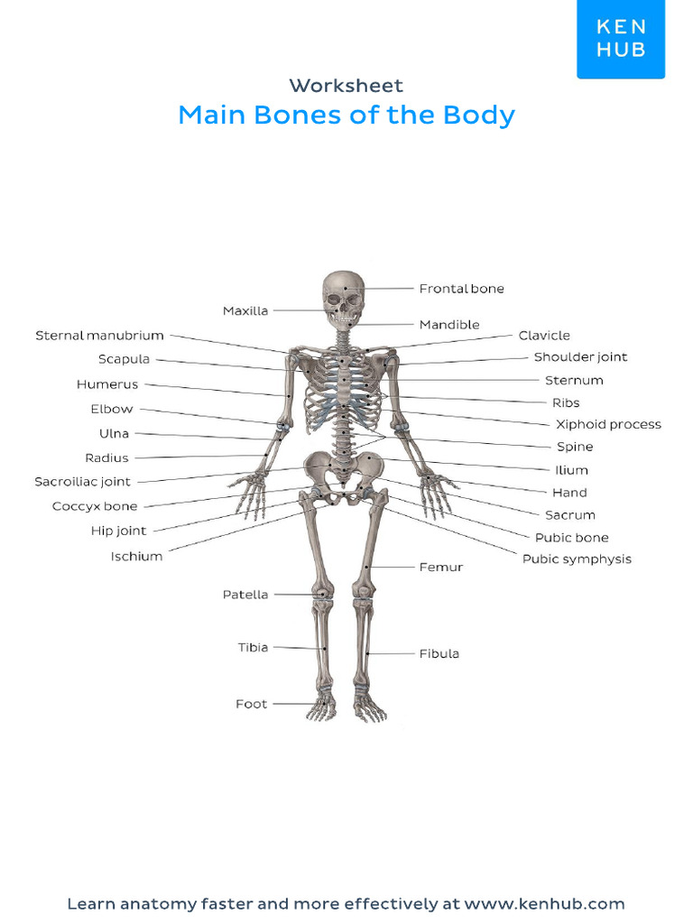 Worksheet Main Bones of Body Labeled | PDF