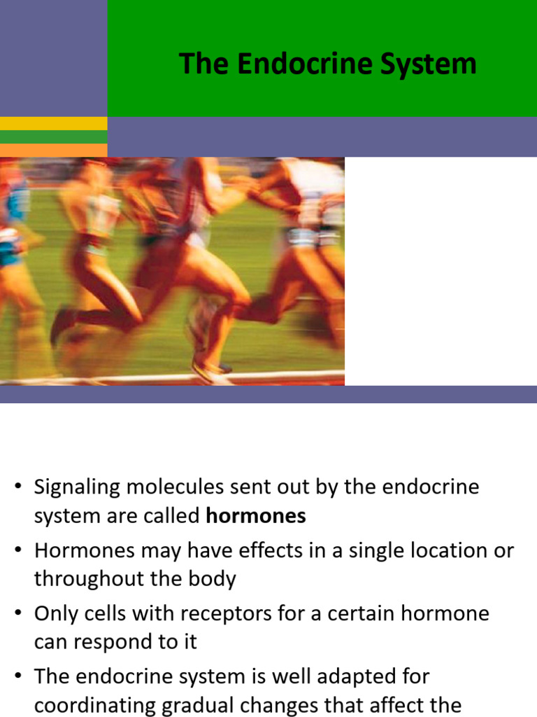 Endocrine System | PDF