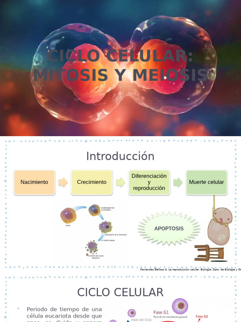 3 Ciclo+celular | PDF