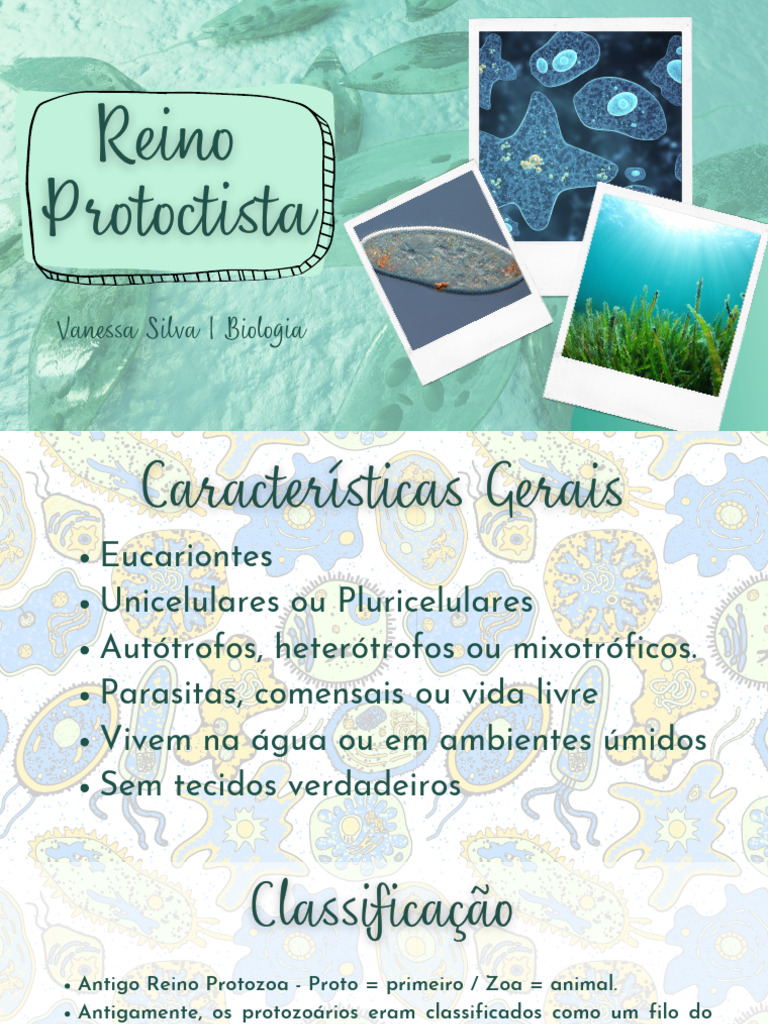 Reino Protista | PDF