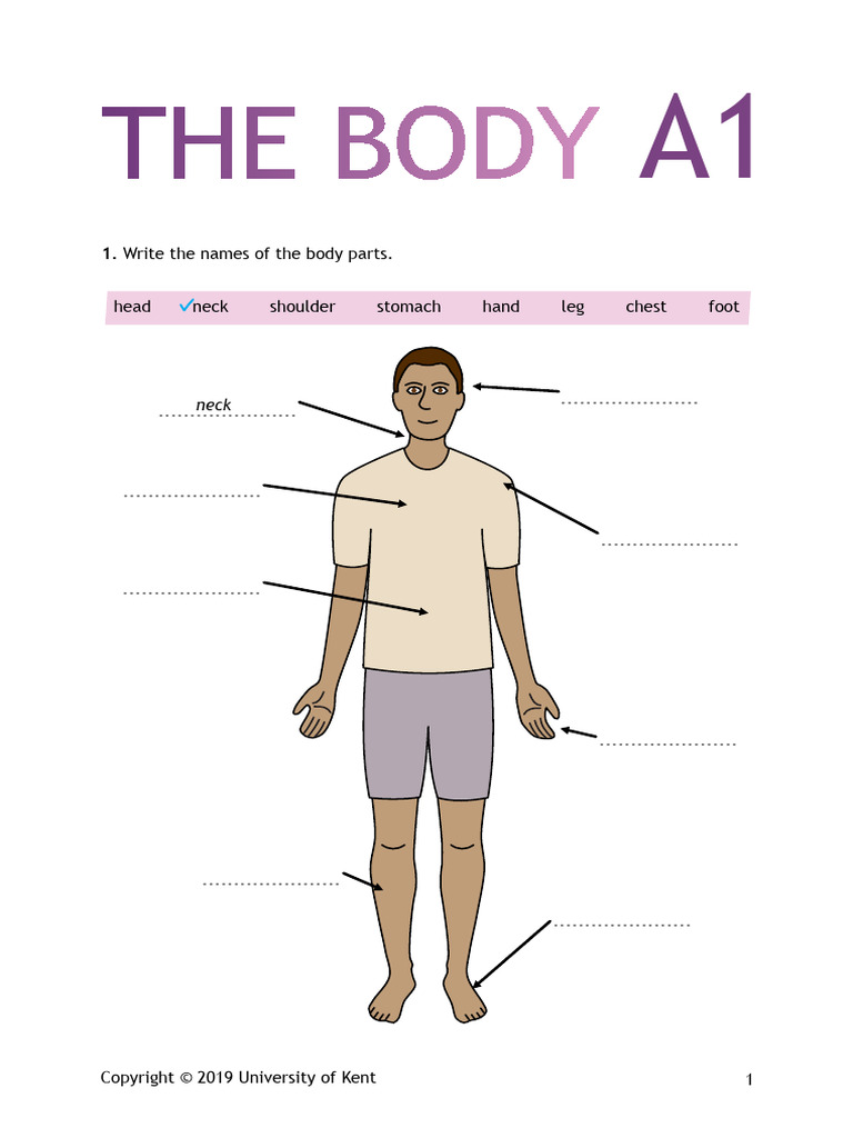 The Body A1 Students Worksheet | PDF