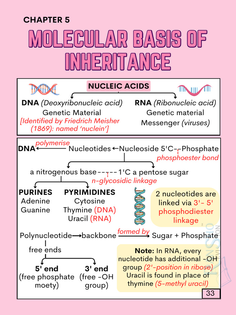 molecular_basis_of_inheritance | PDF