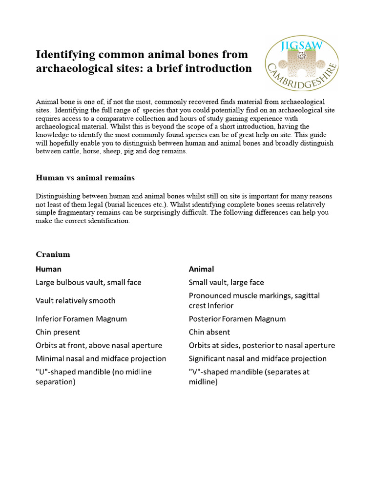 Jigsaw Animal Bone Id Guide | PDF