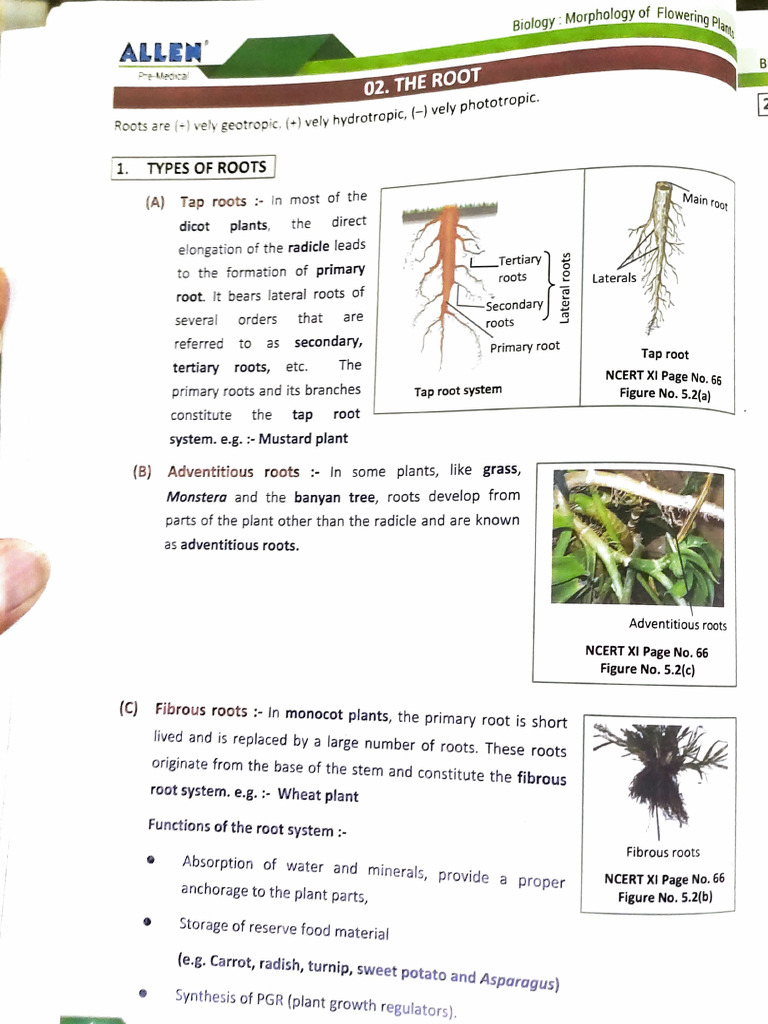 Morphology Part 1 | PDF