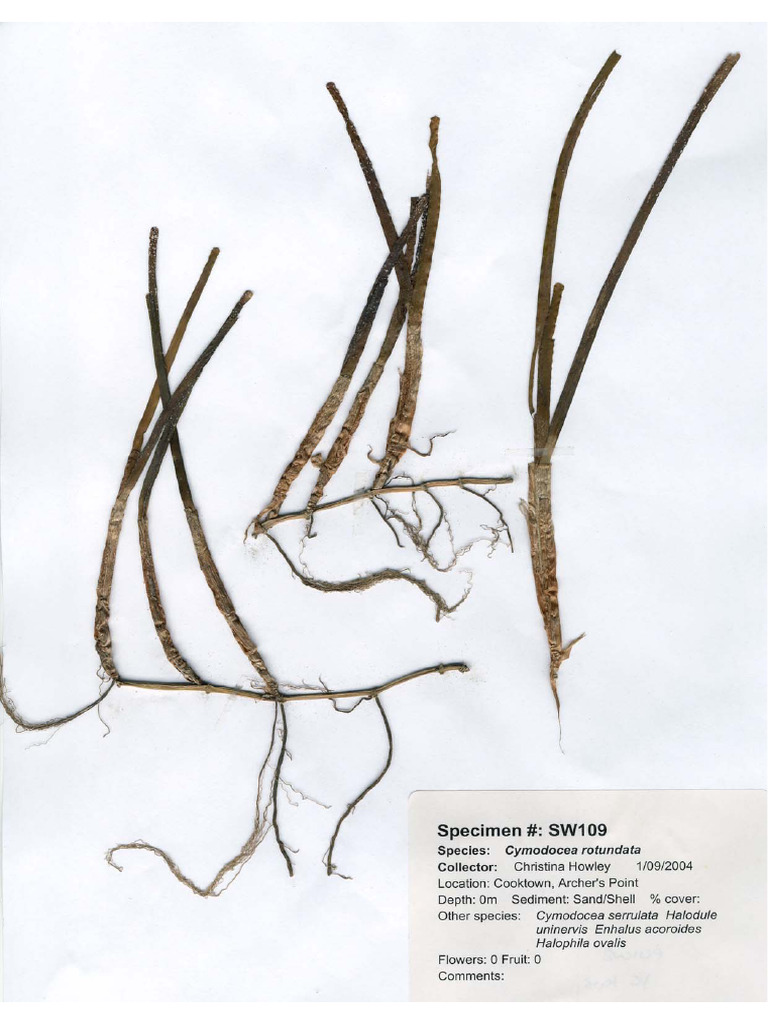 Cymodocea Rotundata | PDF
