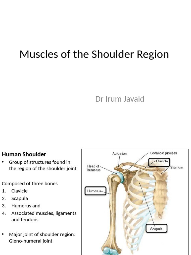 Muscles of Shoulder Region | PDF