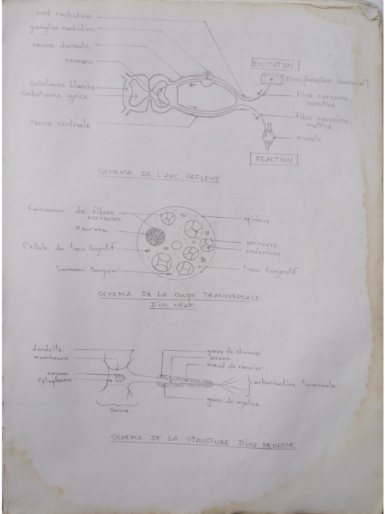 Quelques Schémas Annotez SVT Tle D by Tehua Février 2024 | PDF
