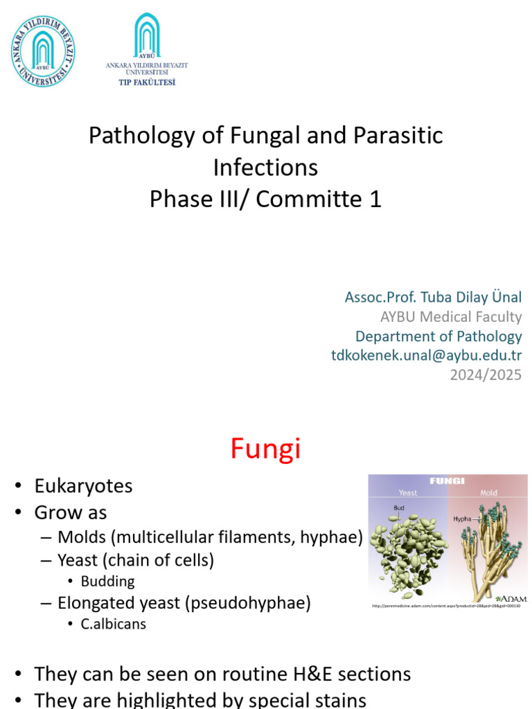 Pathology of Fungal and Parasitic Infections Phase III/ Committe 1 | PDF