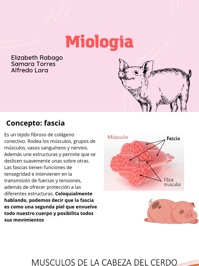 10 Musculos cerdo | PDF